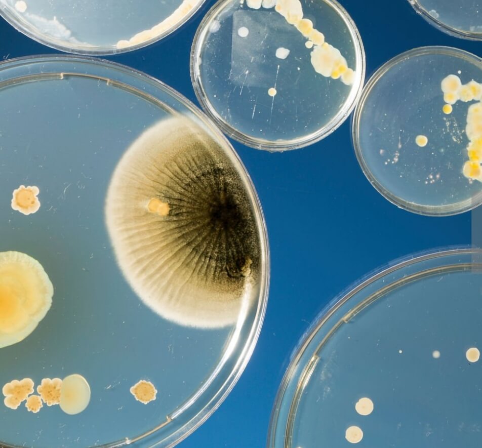 blog bacteria the foundation of all life on earth - Including you! – biomiq